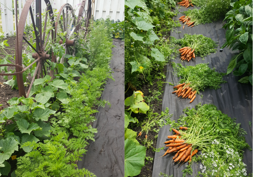 How To Plan A Garden Well - Developing Roots Studio